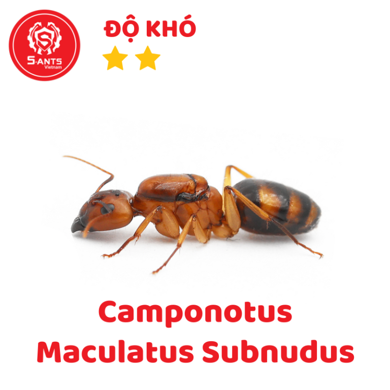 Camponotus Maculatus Subnudus - S Ants Việt Nam