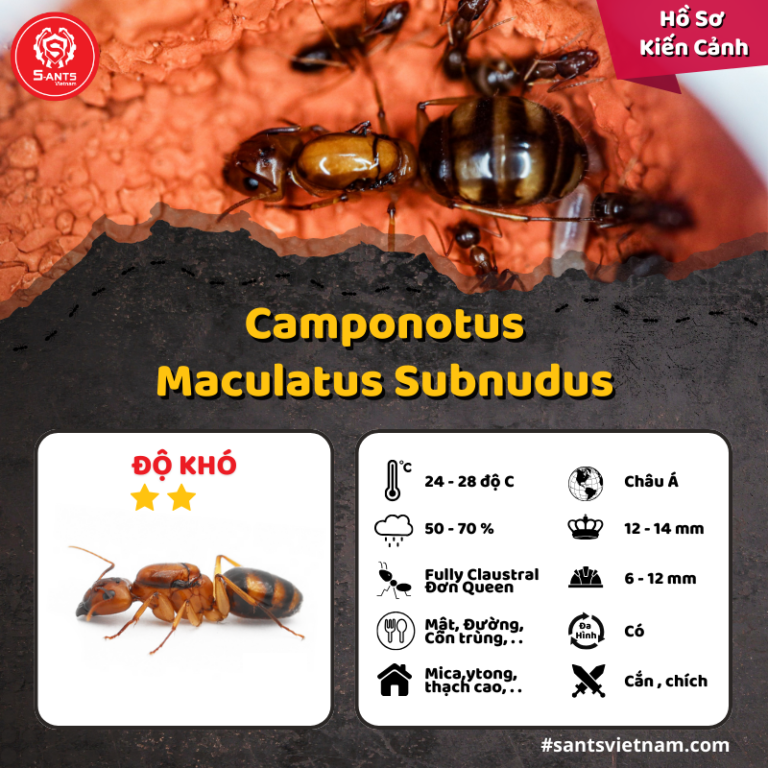 Camponotus Maculatus Subnudus - S Ants Việt Nam