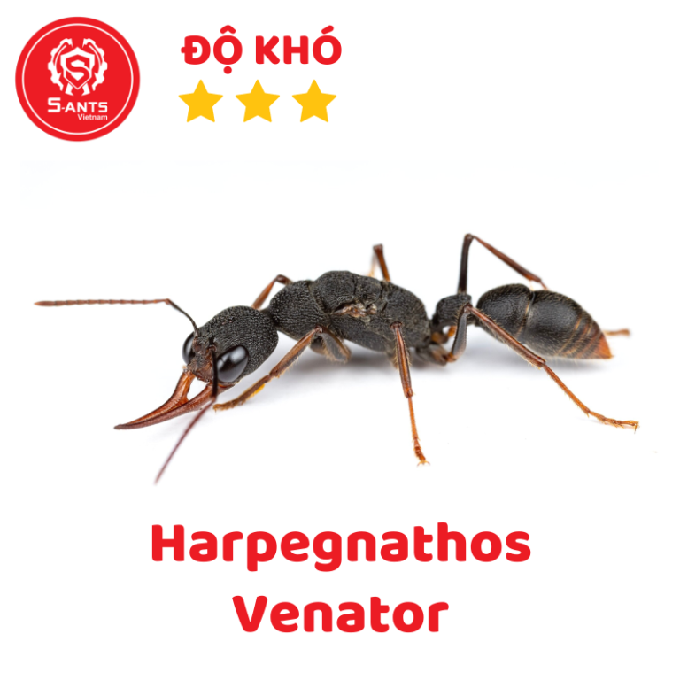 Harpegnathos Venator - S Ants Việt Nam