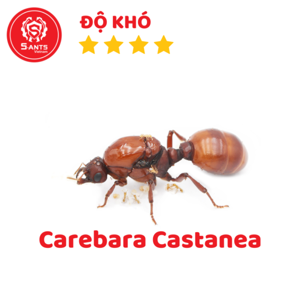 Carebara Castanea - S Ants Việt Nam