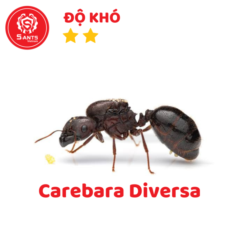 Kiến Cảnh - S Ants Việt Nam