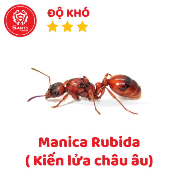 Manica Rubida - S Ants Việt Nam